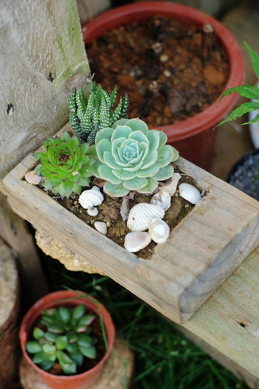 Best DIY Succulent Kits for Plant Lovers - Blooming Anomaly