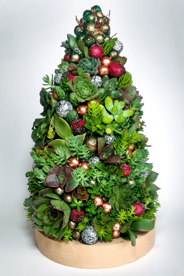 9 Christmas Succulent Ideas for the Holiday Season - Blooming Anomaly
