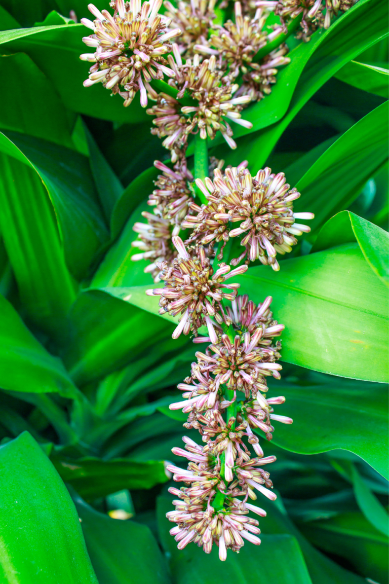 Step-by-Step How to Propagate Dracaena Fragrans Guide - Blooming Anomaly