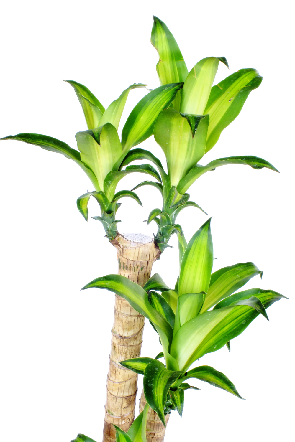 Step-by-Step How to Propagate Dracaena Fragrans Guide - Blooming Anomaly
