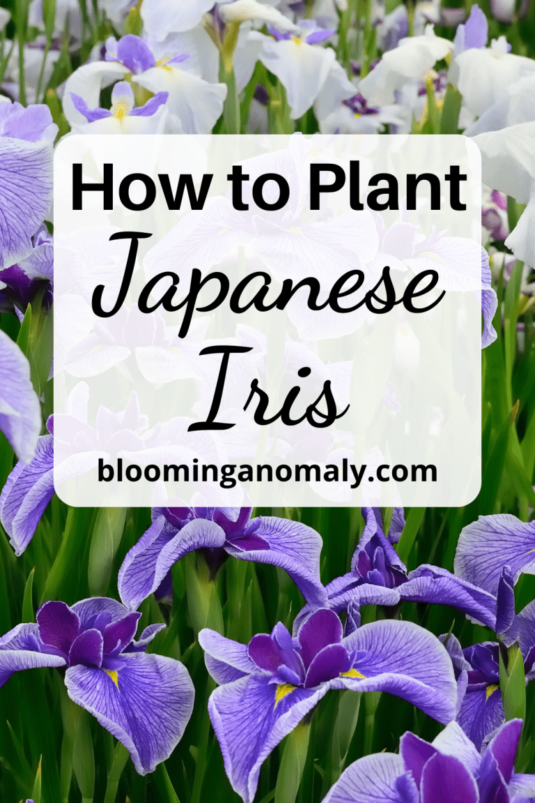How to Plant Japanese Iris Growing Guide - Blooming Anomaly