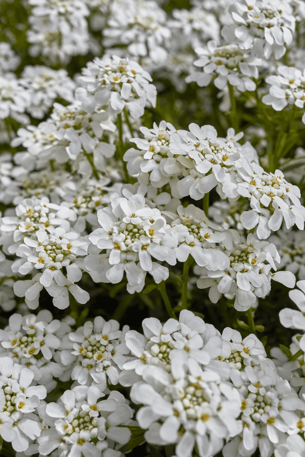 The Best Perennials for Rock Gardens in 2023 - Blooming Anomaly
