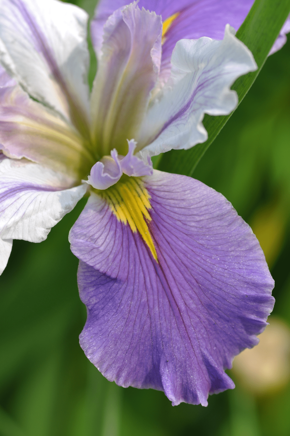 How to Plant Japanese Iris Growing Guide - Blooming Anomaly