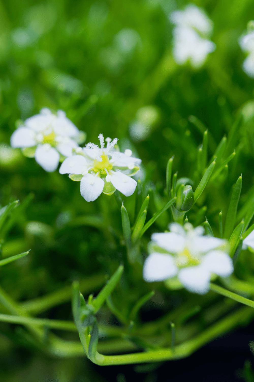 The Best Perennials for Rock Gardens in 2023 - Blooming Anomaly
