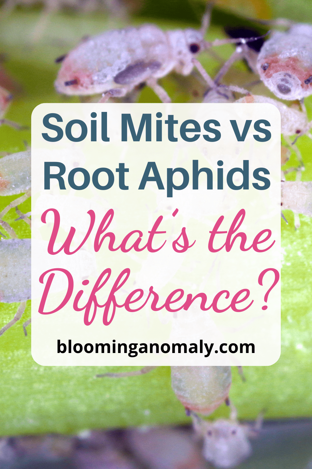 Soil Mites vs Root Aphids: What's the Difference? - Blooming Anomaly