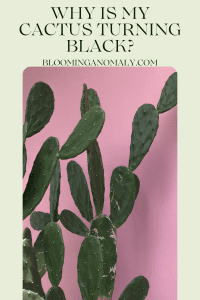 Why is My Cactus Turning Black: Reasons and Solutions - Blooming Anomaly