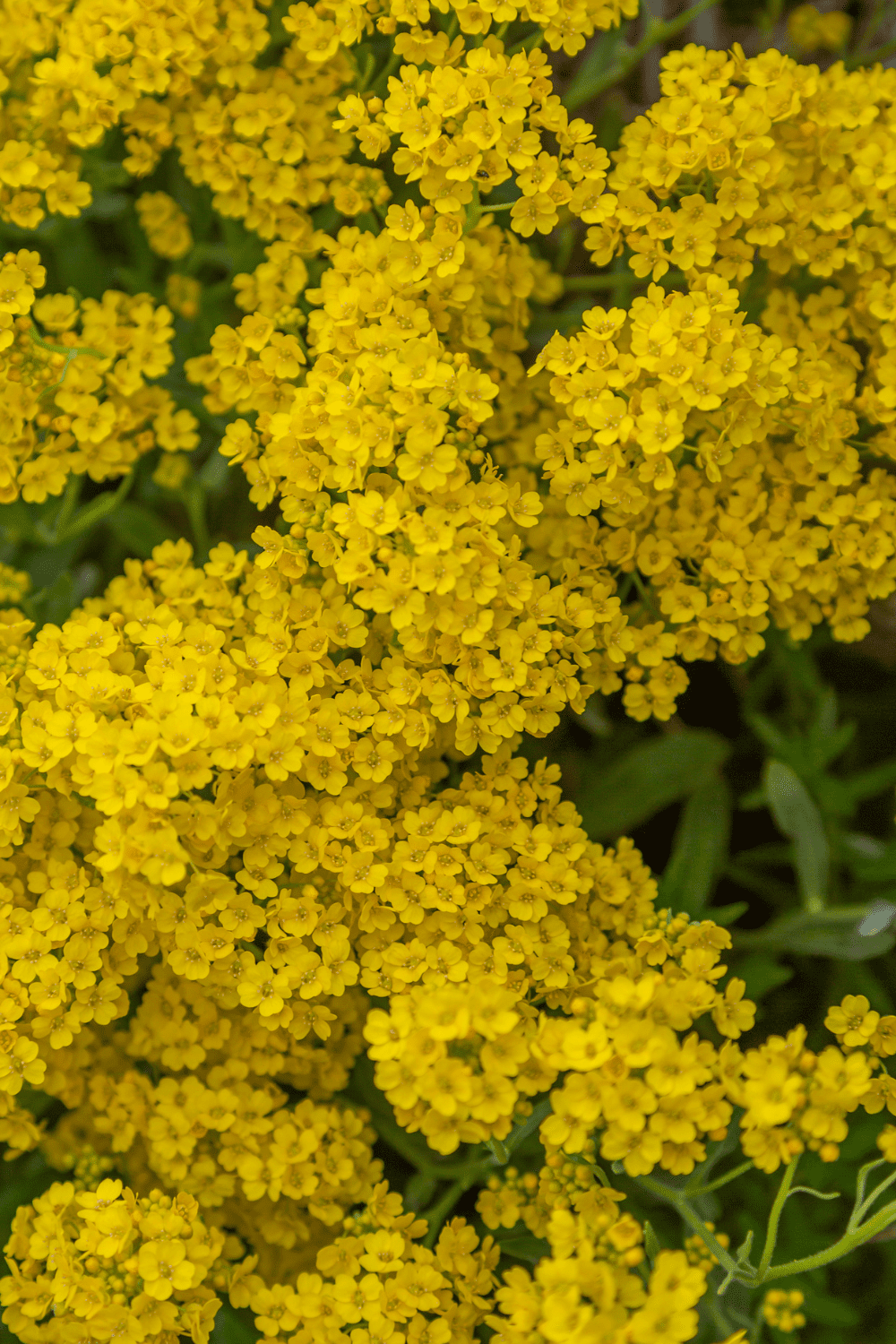 The Best Perennials for Rock Gardens in 2023 - Blooming Anomaly