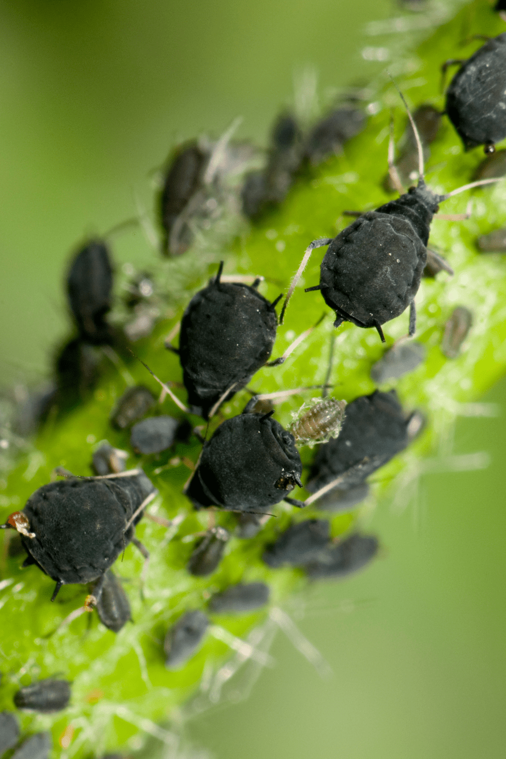 Soil Mites vs Root Aphids: What's the Difference? - Blooming Anomaly