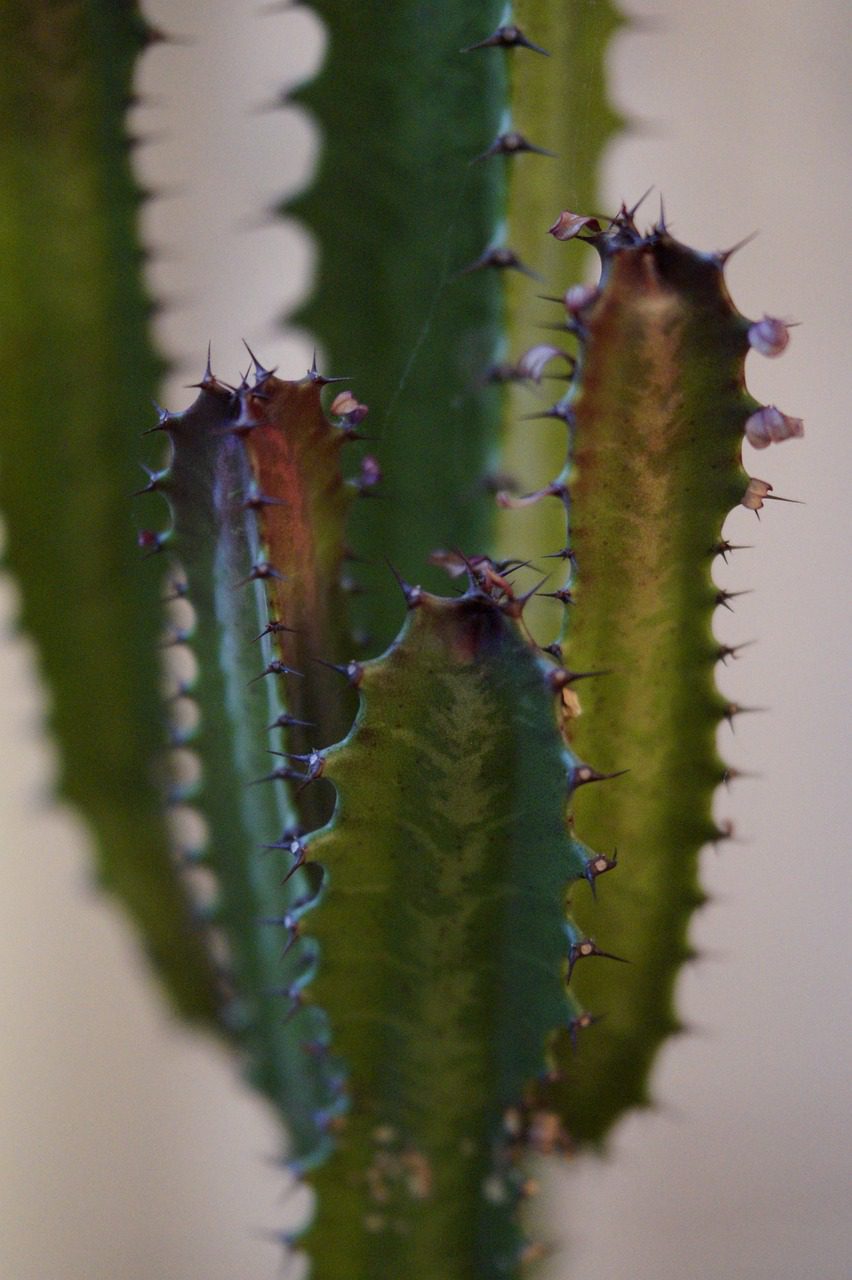 Why is My Cactus Turning Black: Reasons and Solutions - Blooming Anomaly