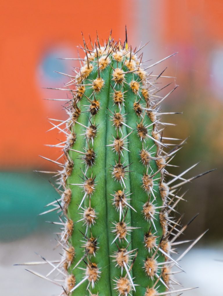 Why is My Cactus Turning Black: Reasons and Solutions - Blooming Anomaly