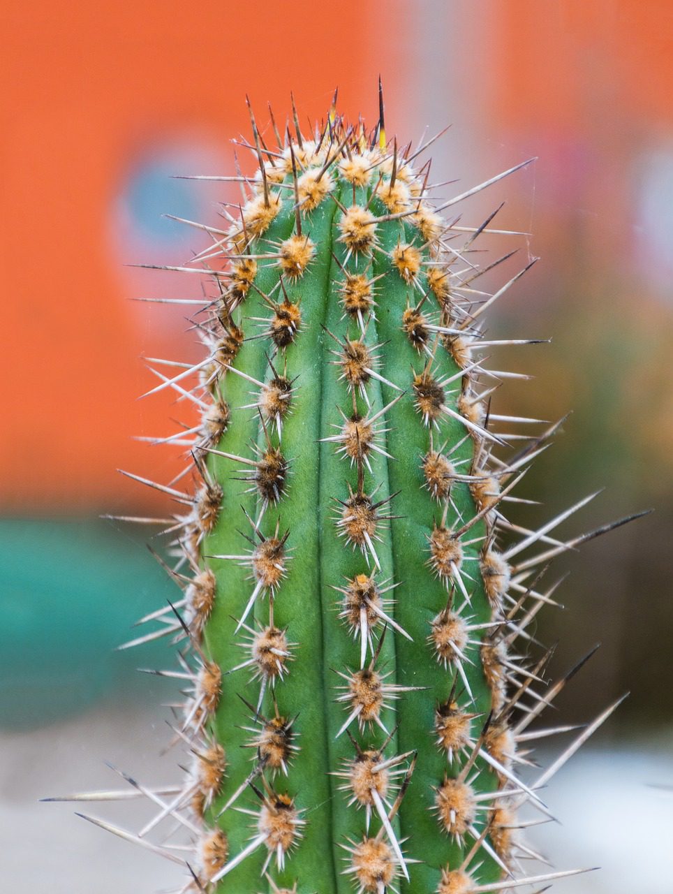 Why is My Cactus Turning Black: Reasons and Solutions - Blooming Anomaly