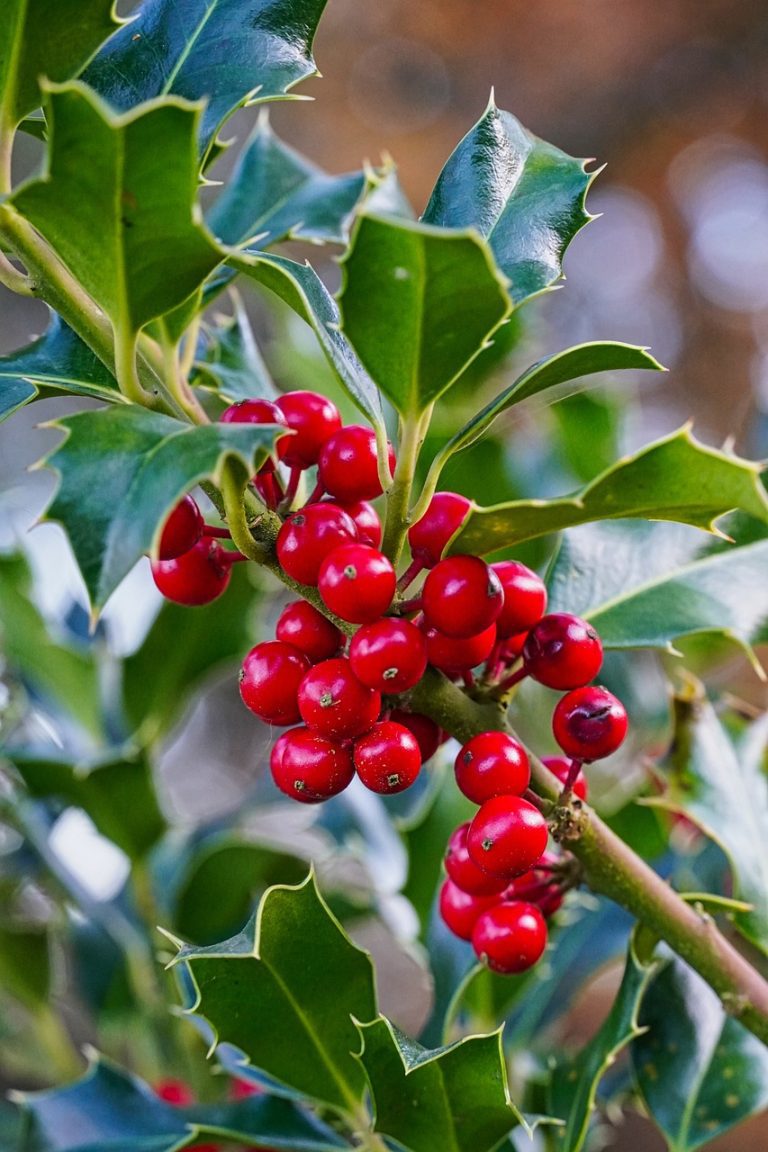 How Fast Do Holly Bushes Grow? Care Tips - Blooming Anomaly
