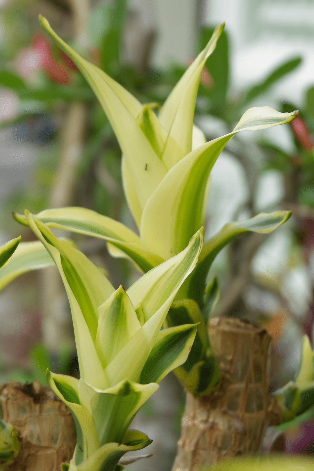 Step-by-Step How to Propagate Dracaena Fragrans Guide - Blooming Anomaly