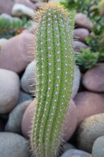 Why is My Cactus Turning Black: Reasons and Solutions - Blooming Anomaly