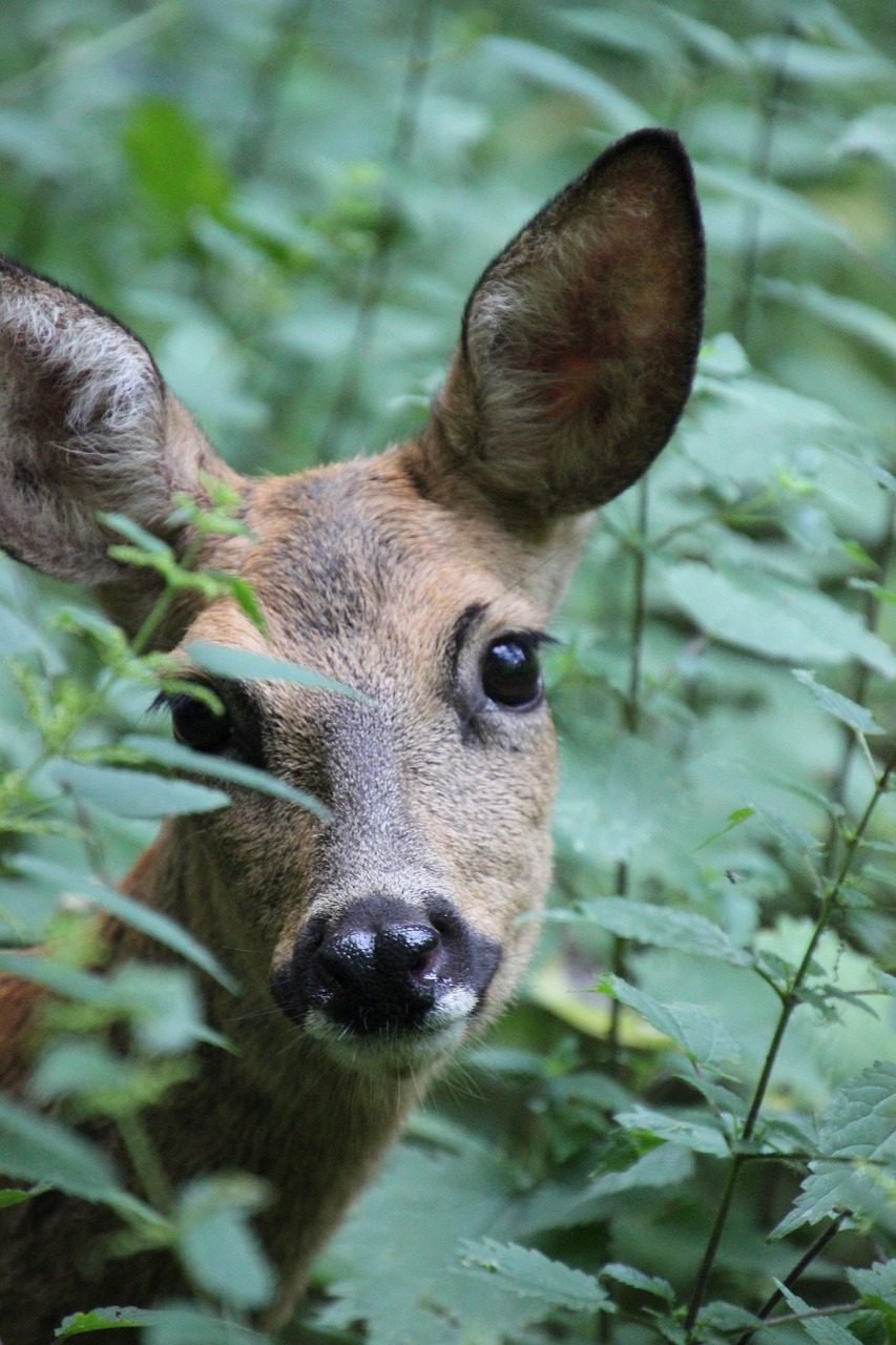 How to Get Rid of Deer Poop in Yard: A Complete Guide - Blooming Anomaly
