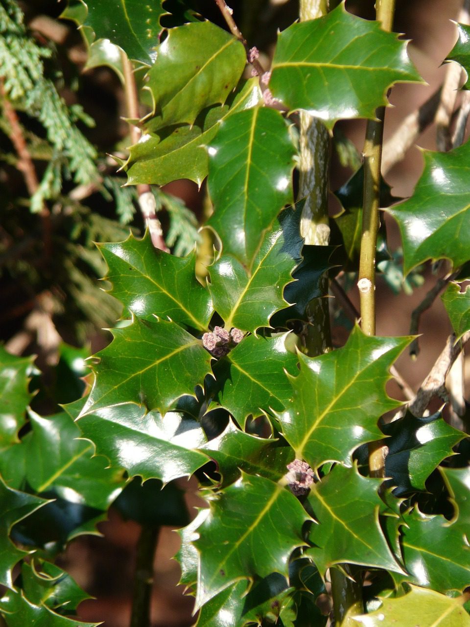 How Fast Do Holly Bushes Grow? Care Tips - Blooming Anomaly