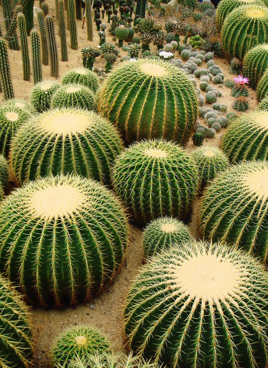 Why is My Cactus Turning Black: Reasons and Solutions - Blooming Anomaly