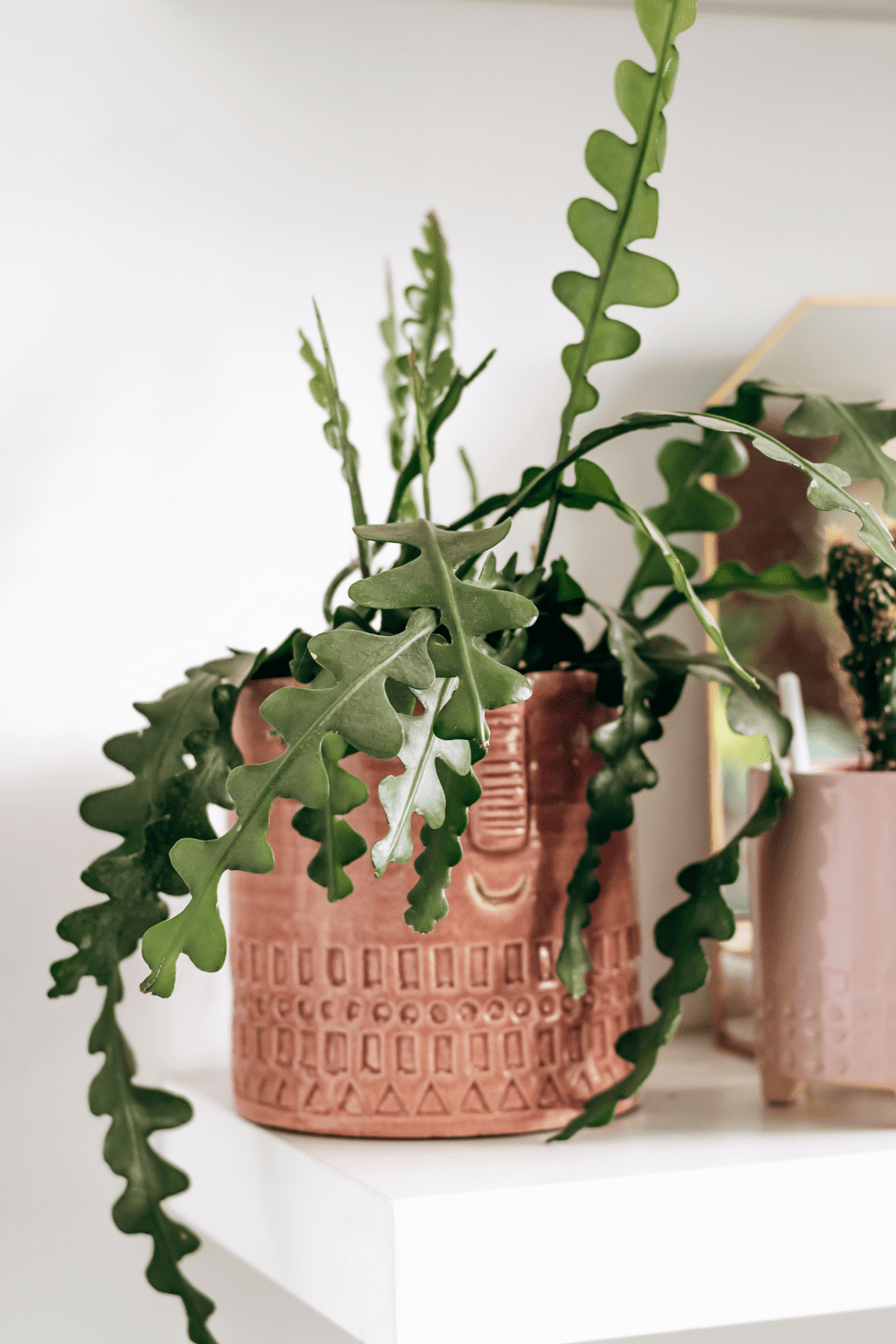 How to Propagate Fishbone Cactus: Easy Growing Guide - Blooming Anomaly