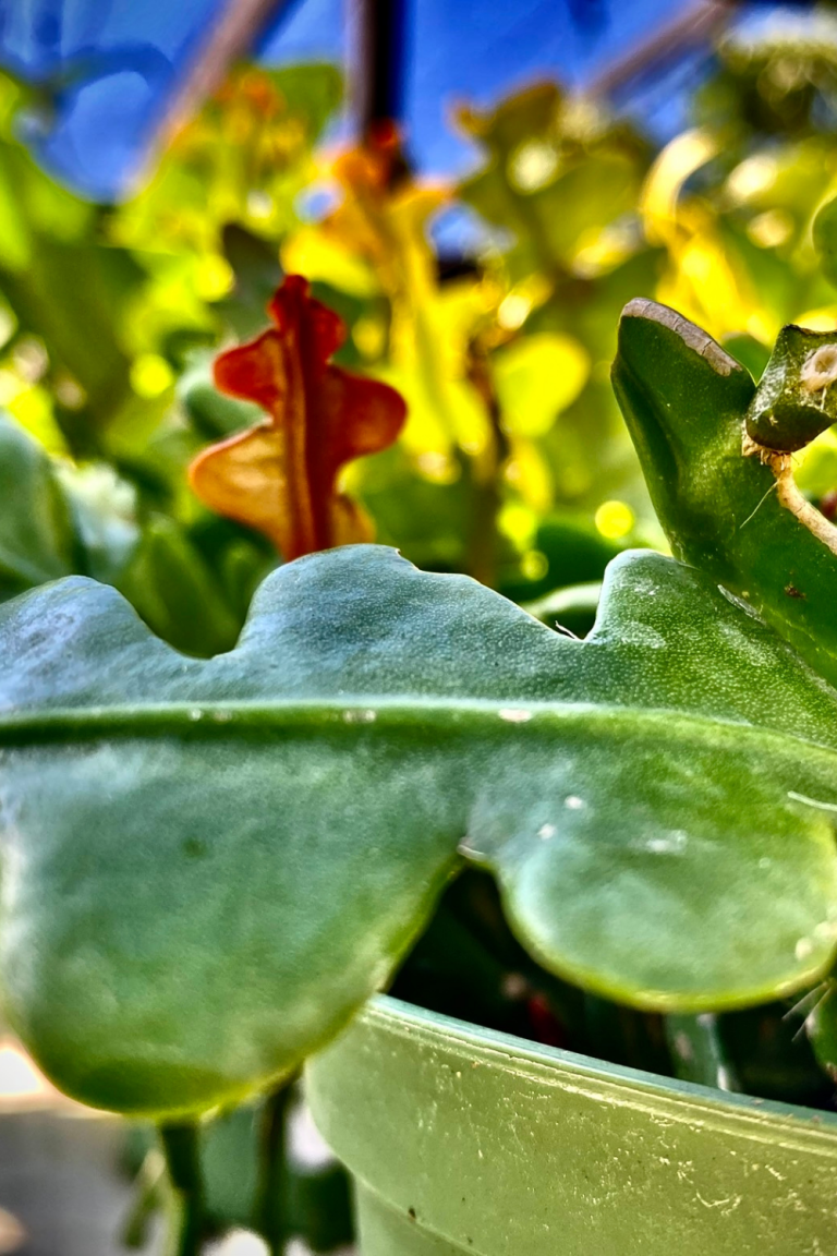 How to Propagate Fishbone Cactus: Easy Growing Guide - Blooming Anomaly