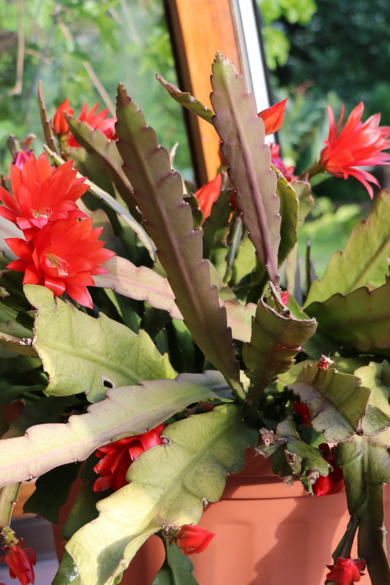 How to Propagate Fishbone Cactus: Easy Growing Guide - Blooming Anomaly