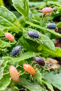 Soil Mites vs Root Aphids: What's the Difference? - Blooming Anomaly