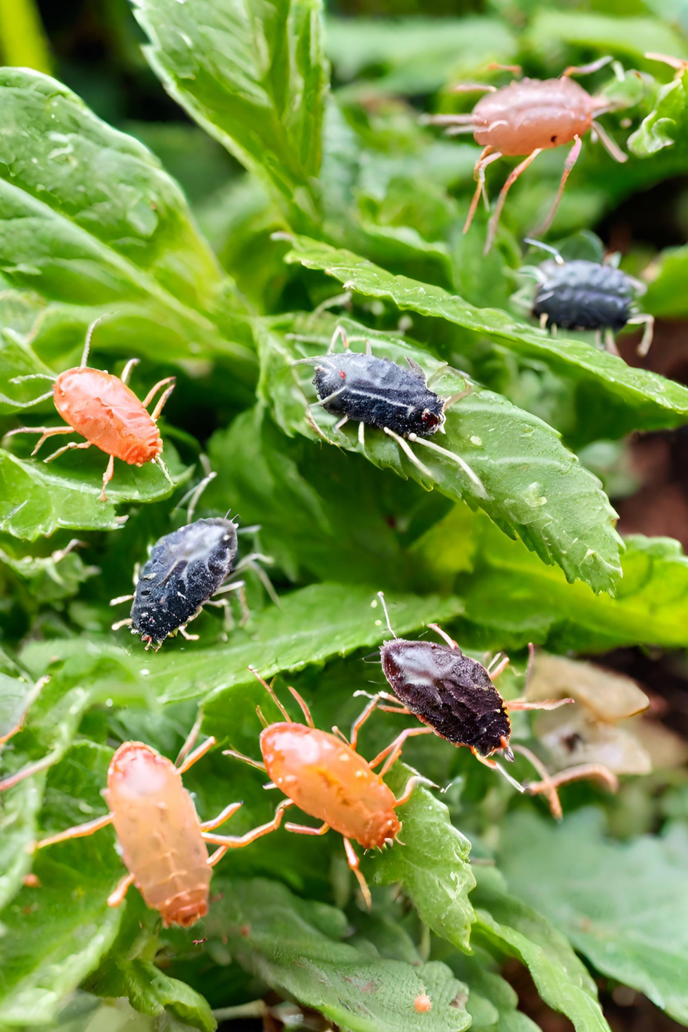 Soil Mites vs Root Aphids: What's the Difference? - Blooming Anomaly