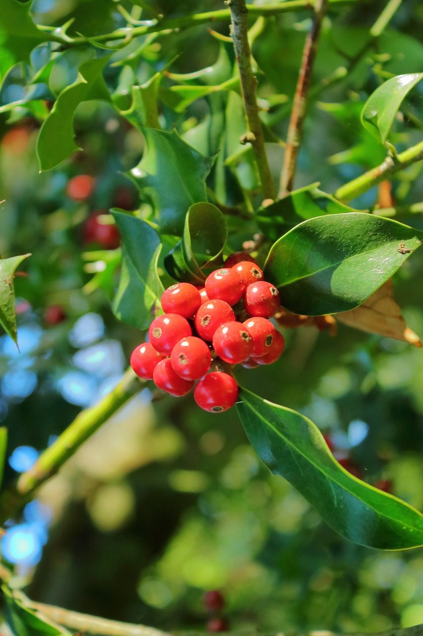 How Fast Do Holly Bushes Grow? Care Tips - Blooming Anomaly