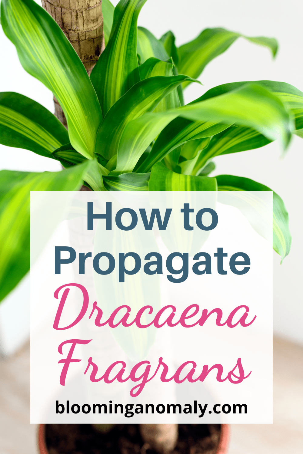 Step-by-Step How to Propagate Dracaena Fragrans Guide - Blooming Anomaly