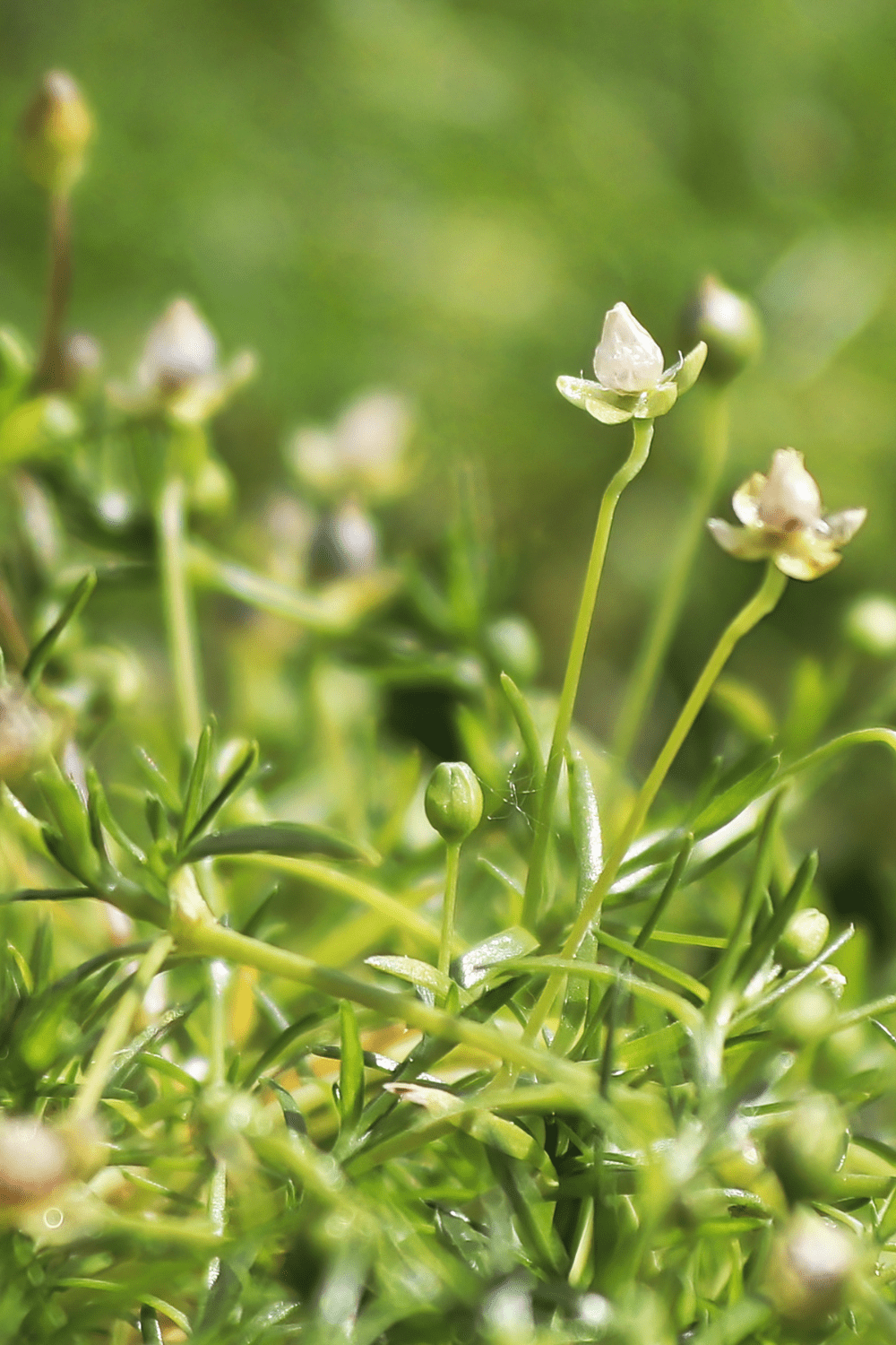 The Best Perennials for Rock Gardens in 2023 - Blooming Anomaly