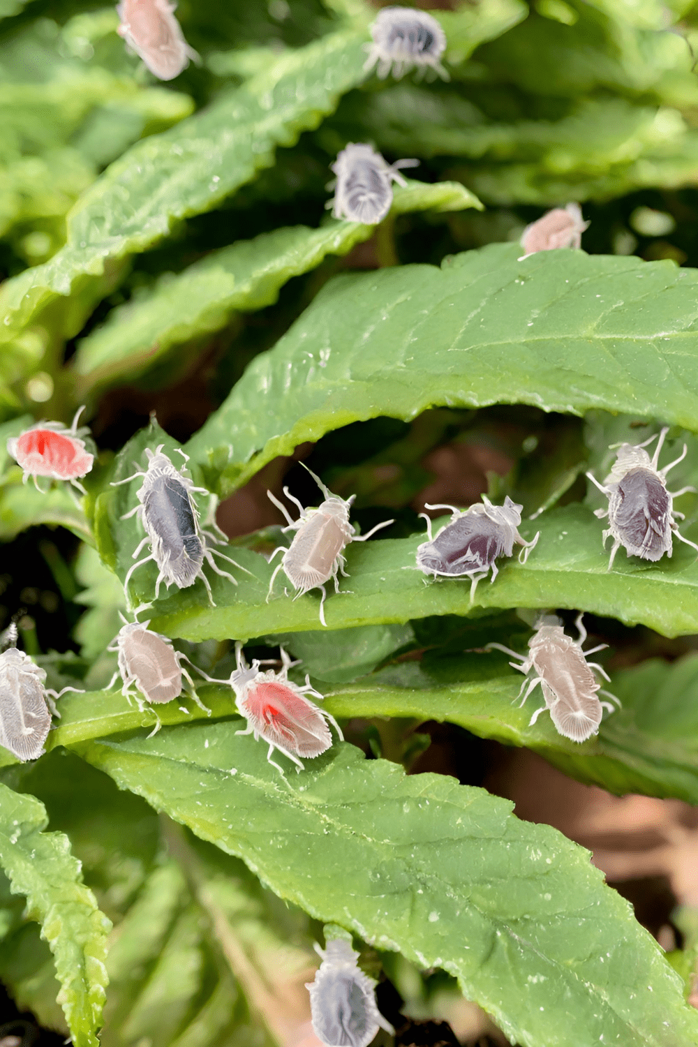 Soil Mites vs Root Aphids: What's the Difference? - Blooming Anomaly