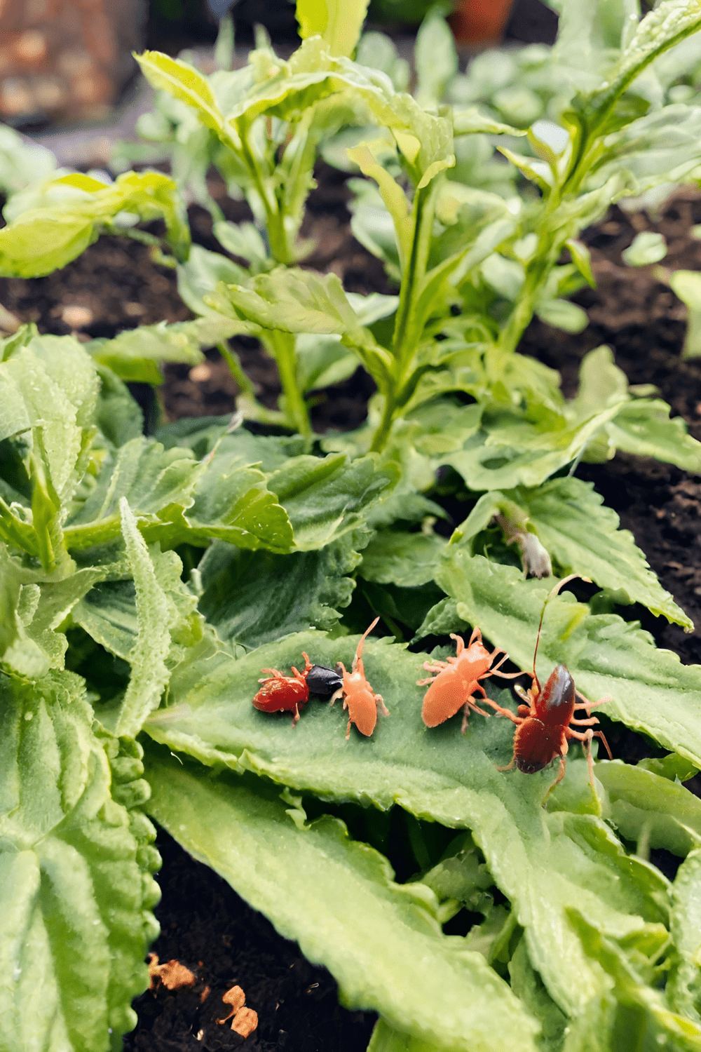Soil Mites vs Root Aphids: What's the Difference? - Blooming Anomaly