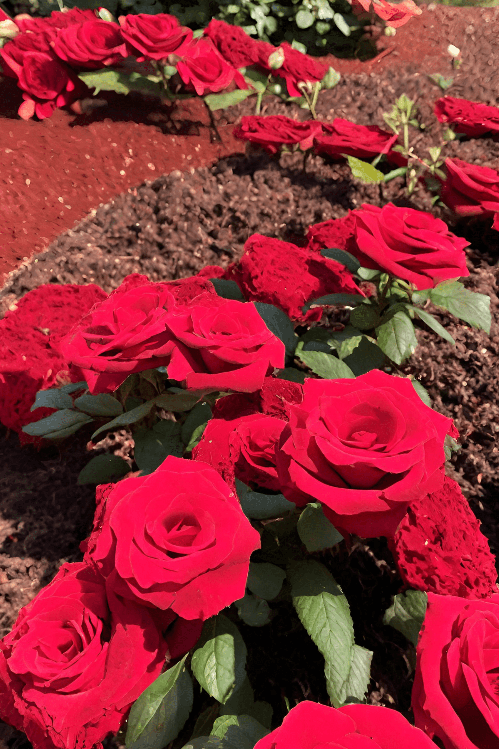 Red Mulch Landscaping Ideas: Enhance Your Garden - Blooming Anomaly