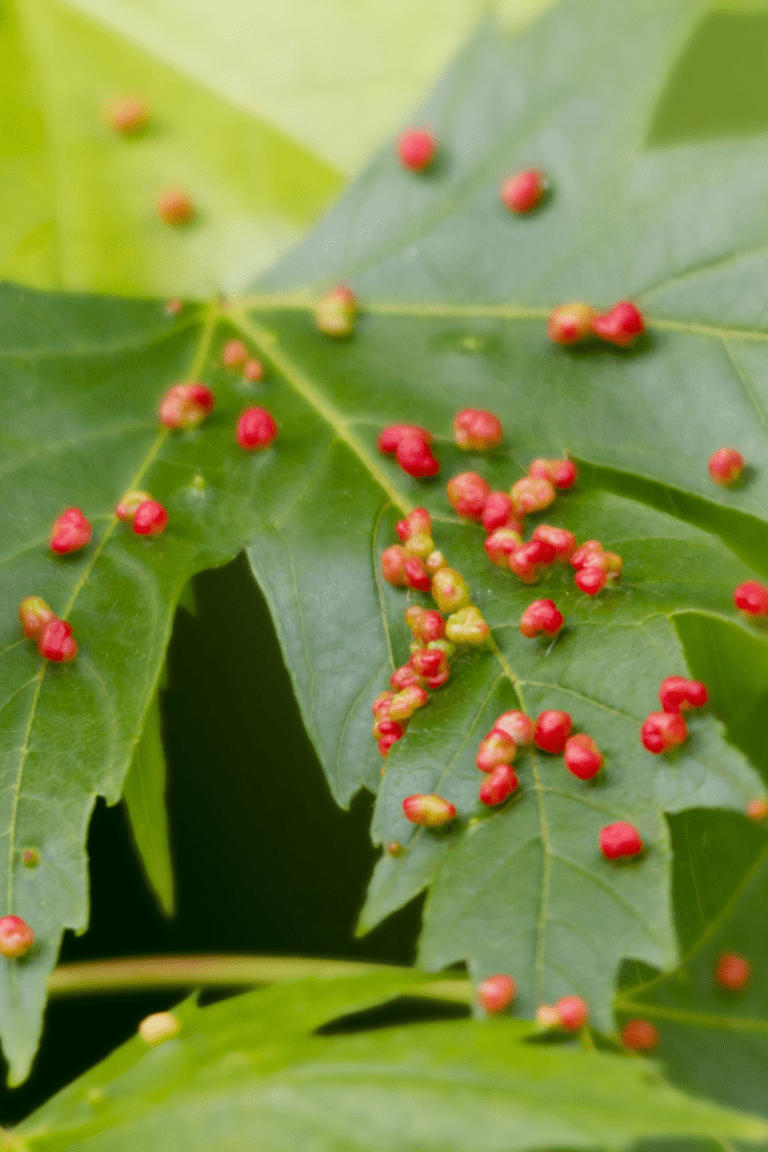 Soil Mites vs Root Aphids: What's the Difference? - Blooming Anomaly