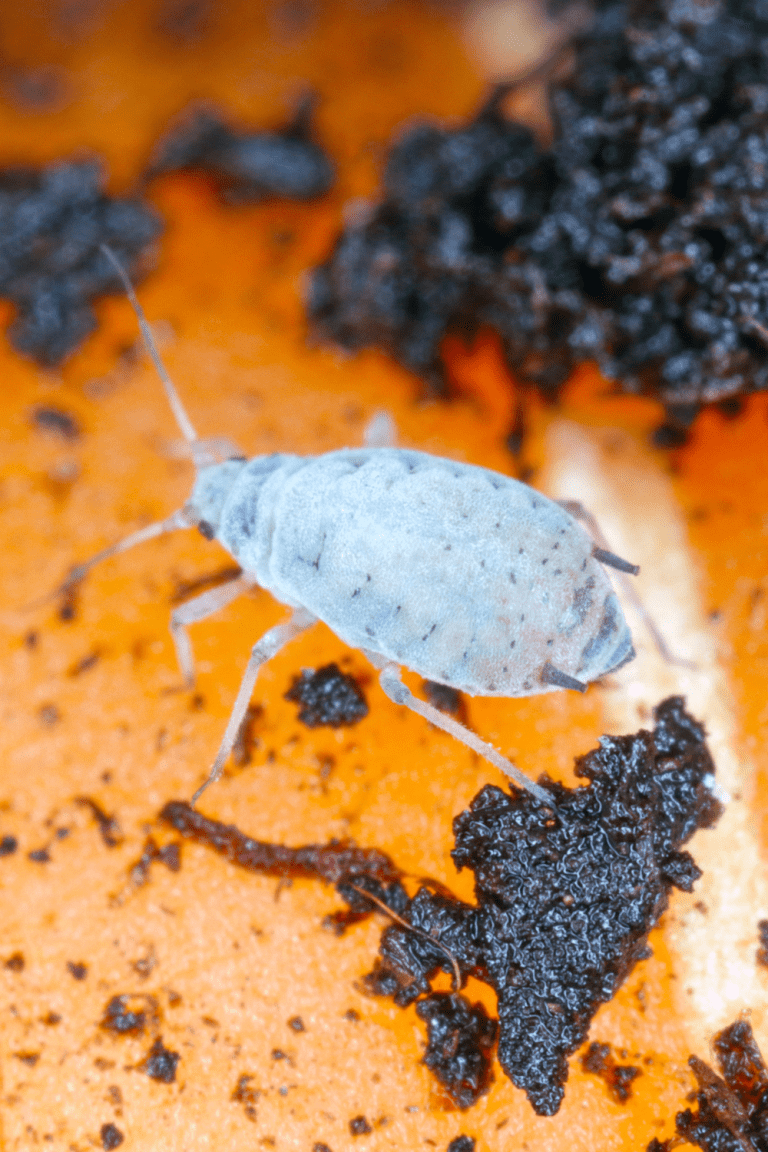Soil Mites vs Root Aphids: What's the Difference? - Blooming Anomaly