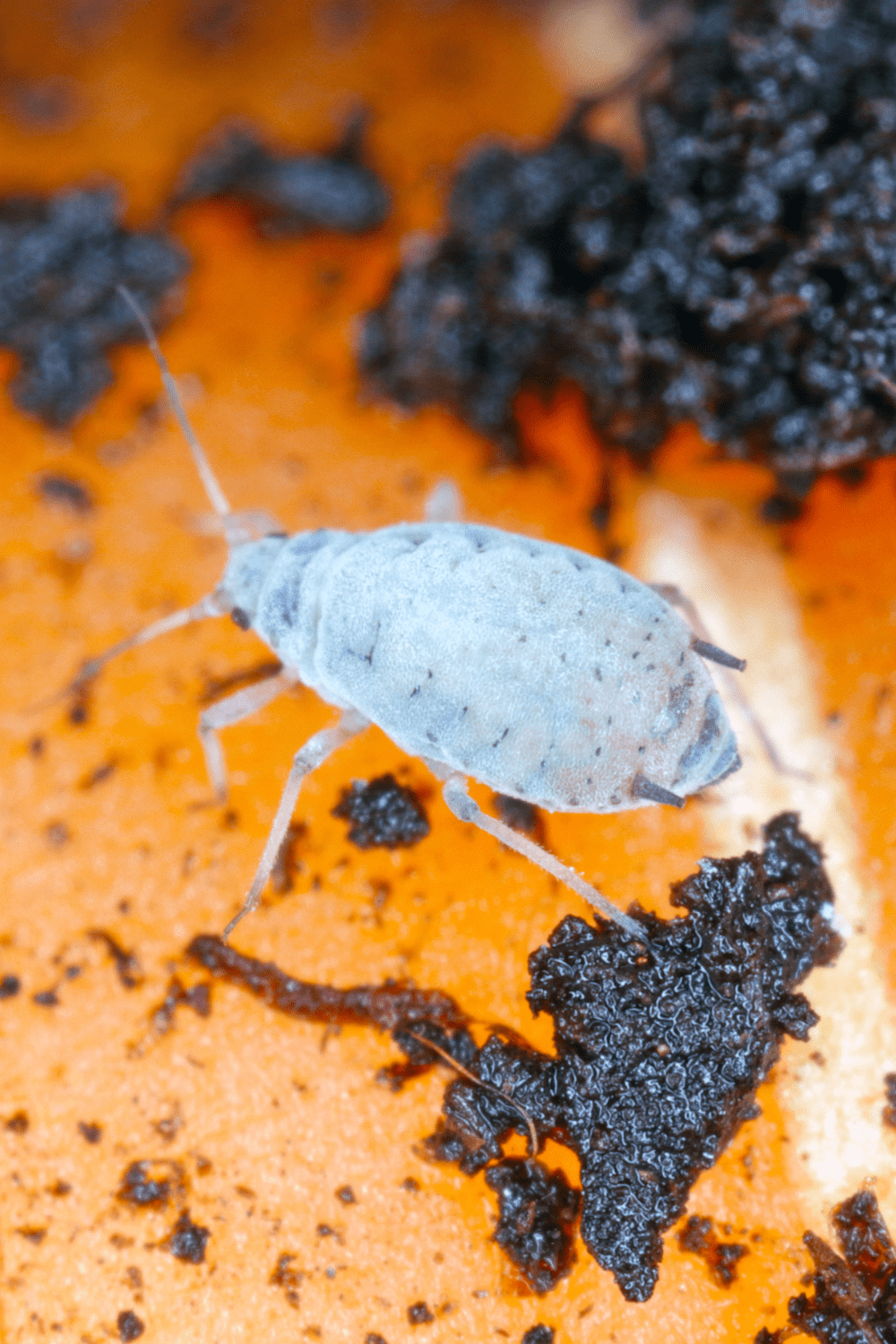 Soil Mites vs Root Aphids: What's the Difference? - Blooming Anomaly