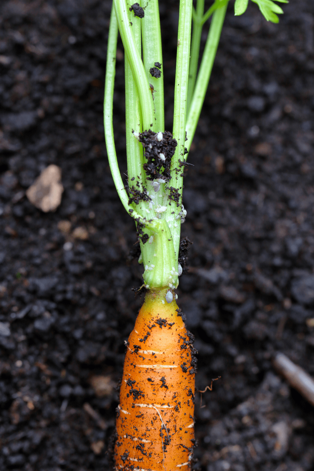 Soil Mites vs Root Aphids: What's the Difference? - Blooming Anomaly