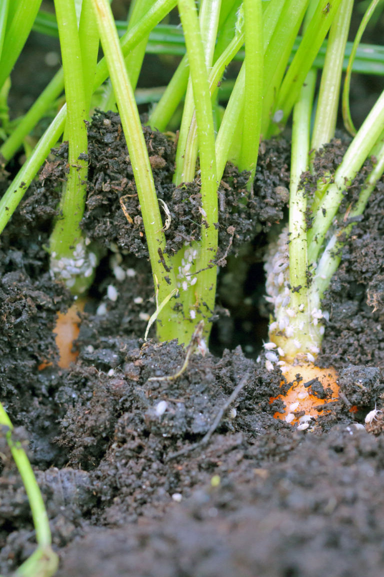 Soil Mites vs Root Aphids: What's the Difference? - Blooming Anomaly