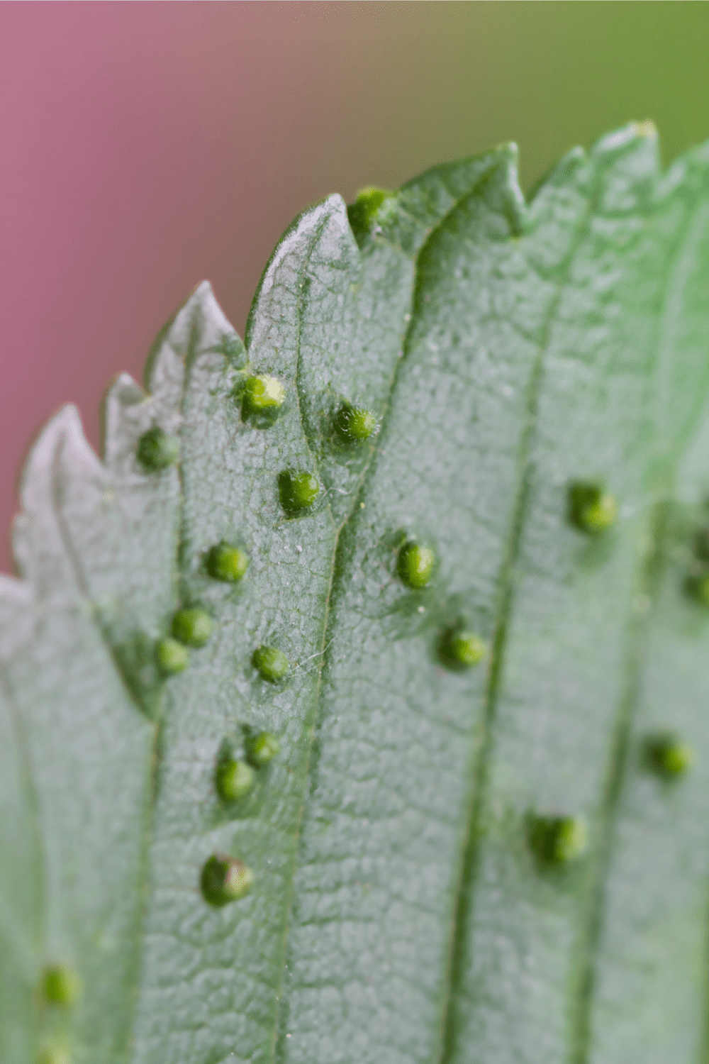 Soil Mites vs Root Aphids: What's the Difference? - Blooming Anomaly