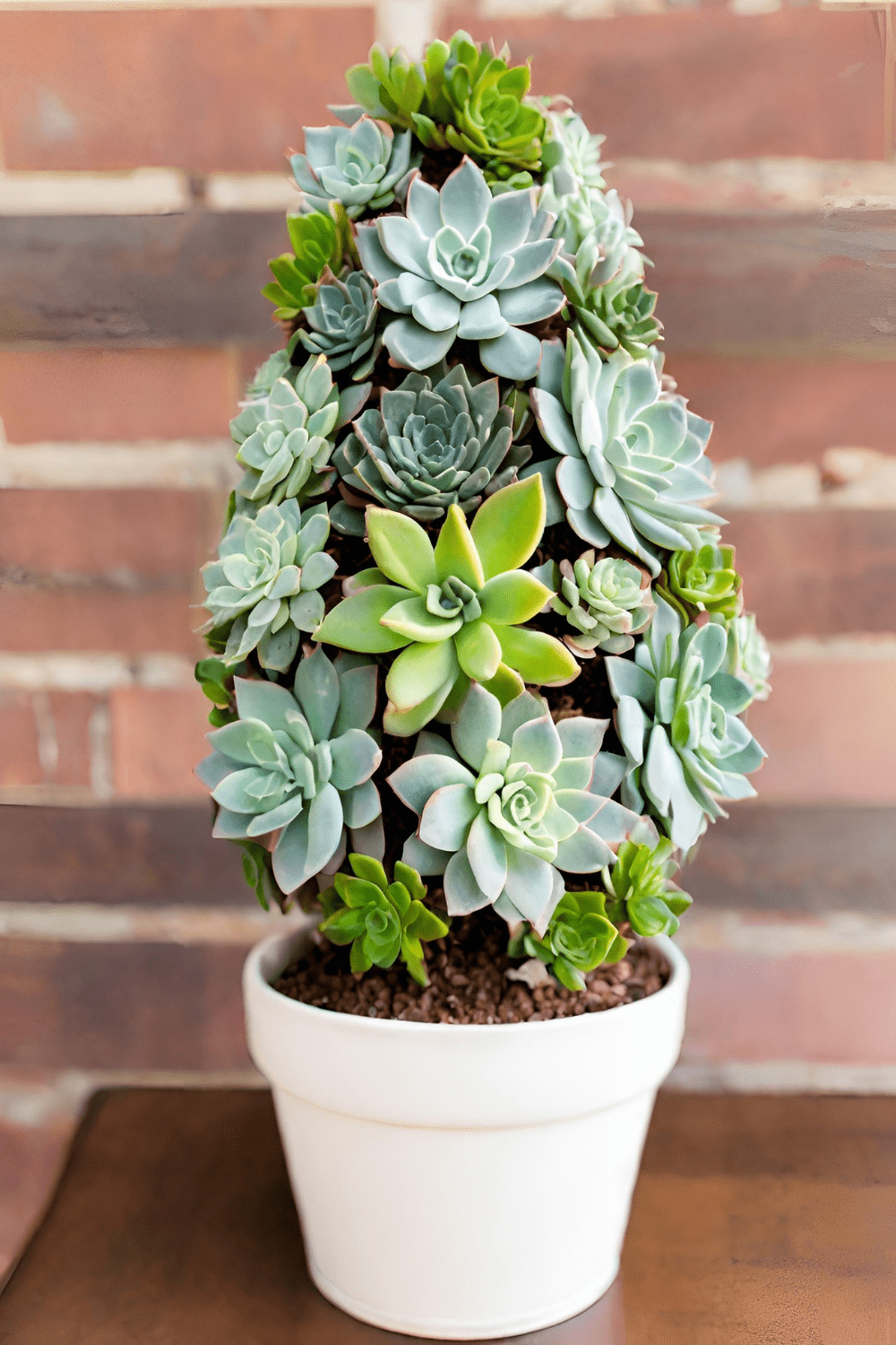 9 Christmas Succulent Ideas for the Holiday Season - Blooming Anomaly