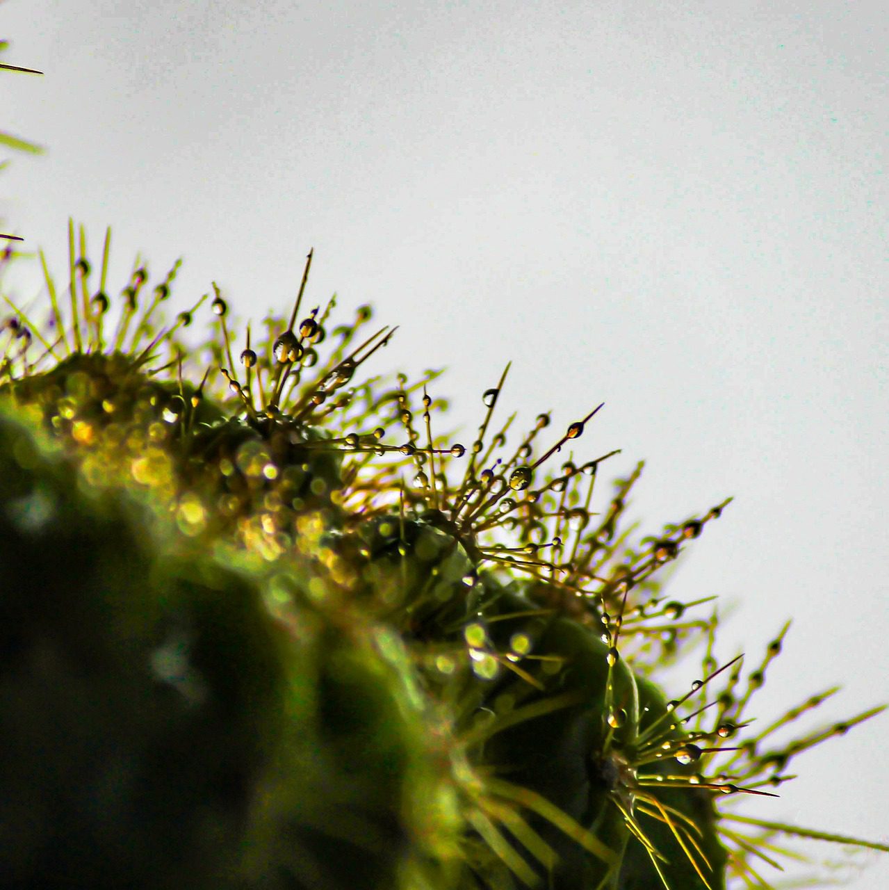 Why is My Cactus Turning Black: Reasons and Solutions - Blooming Anomaly