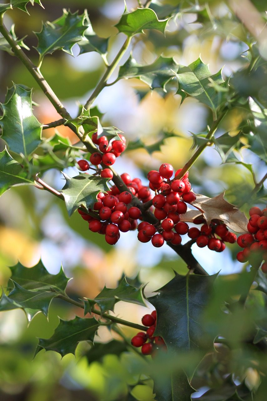 How Fast Do Holly Bushes Grow? Care Tips - Blooming Anomaly