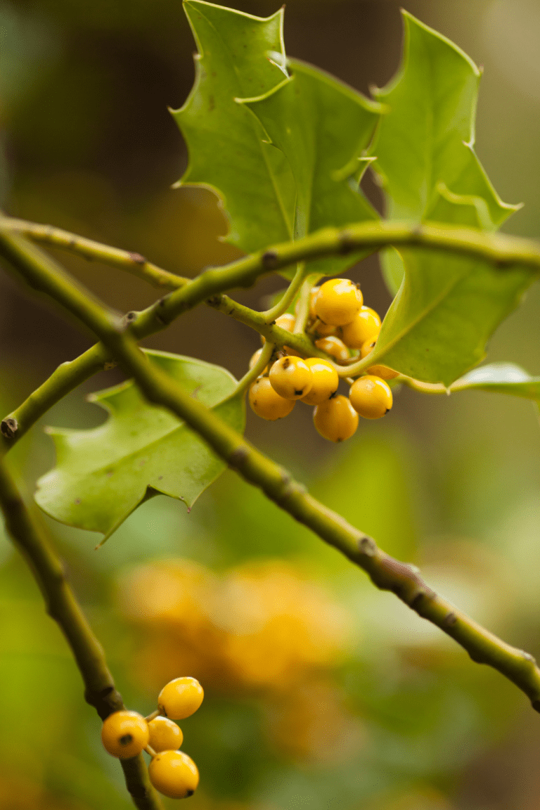 How Fast Do Holly Bushes Grow? Care Tips - Blooming Anomaly