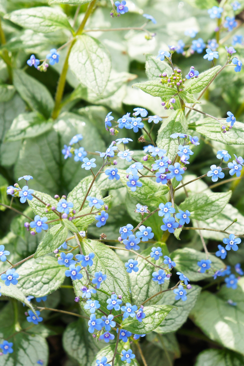 17 Early Spring Flower Perennials to Grow - Blooming Anomaly