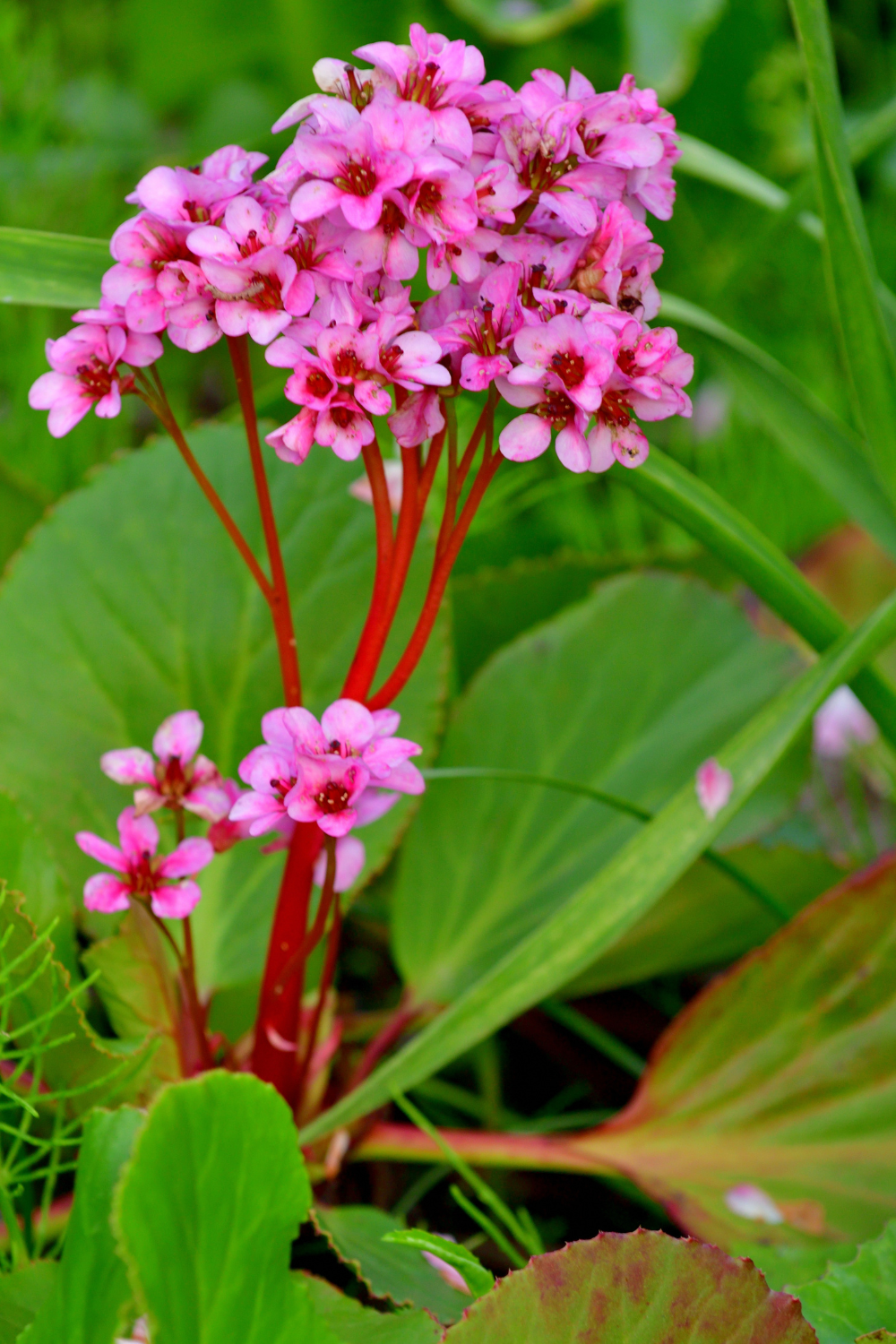 17 Early Spring Flower Perennials to Grow - Blooming Anomaly
