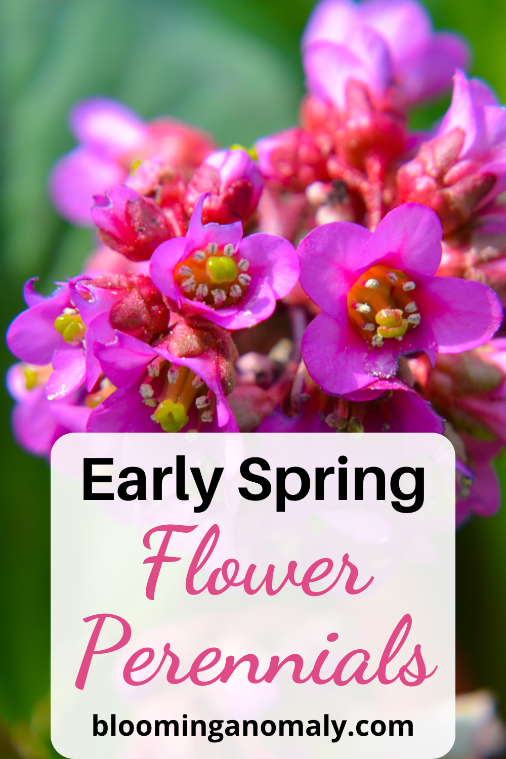 17 Early Spring Flower Perennials to Grow - Blooming Anomaly