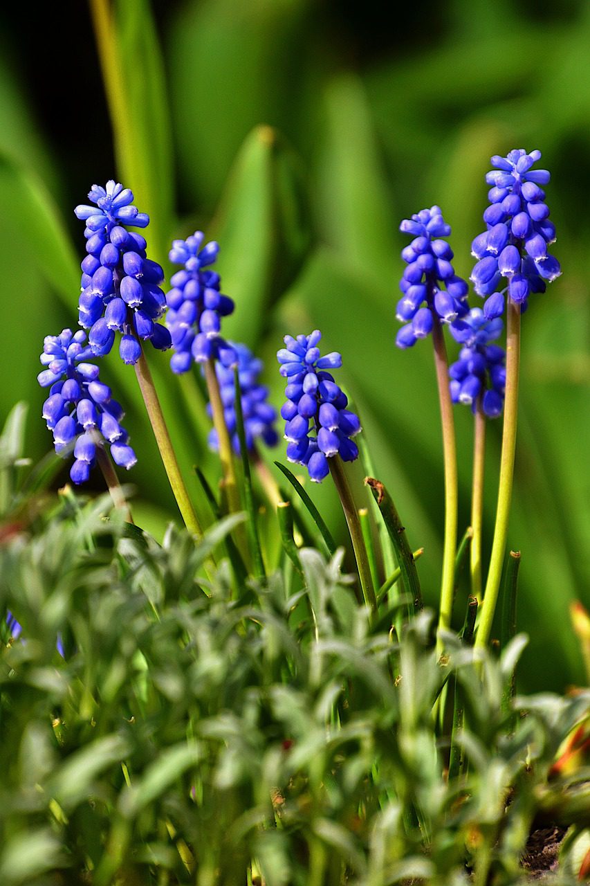 17 Early Spring Flower Perennials to Grow - Blooming Anomaly