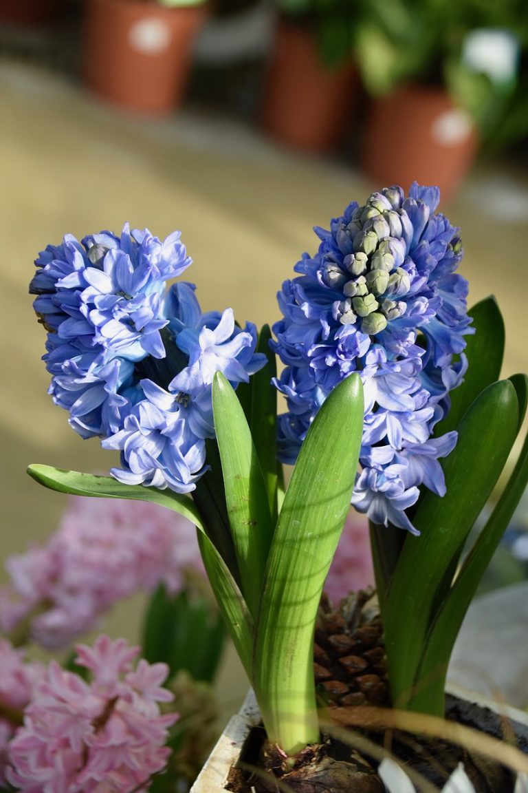 17 Early Spring Flower Perennials to Grow - Blooming Anomaly