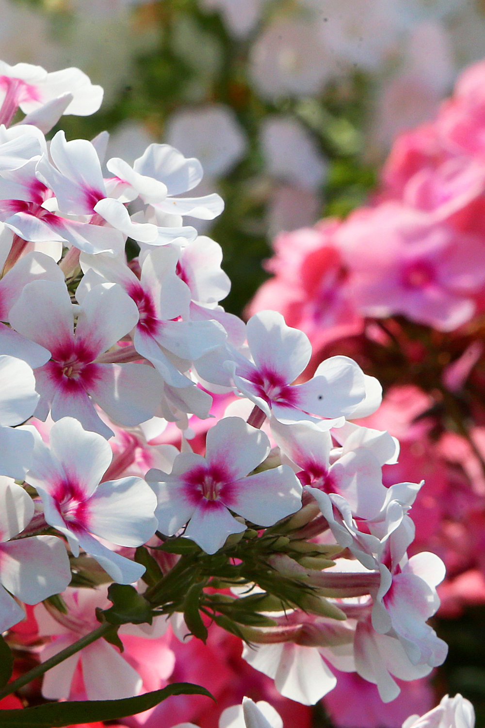 17 Early Spring Flower Perennials to Grow - Blooming Anomaly