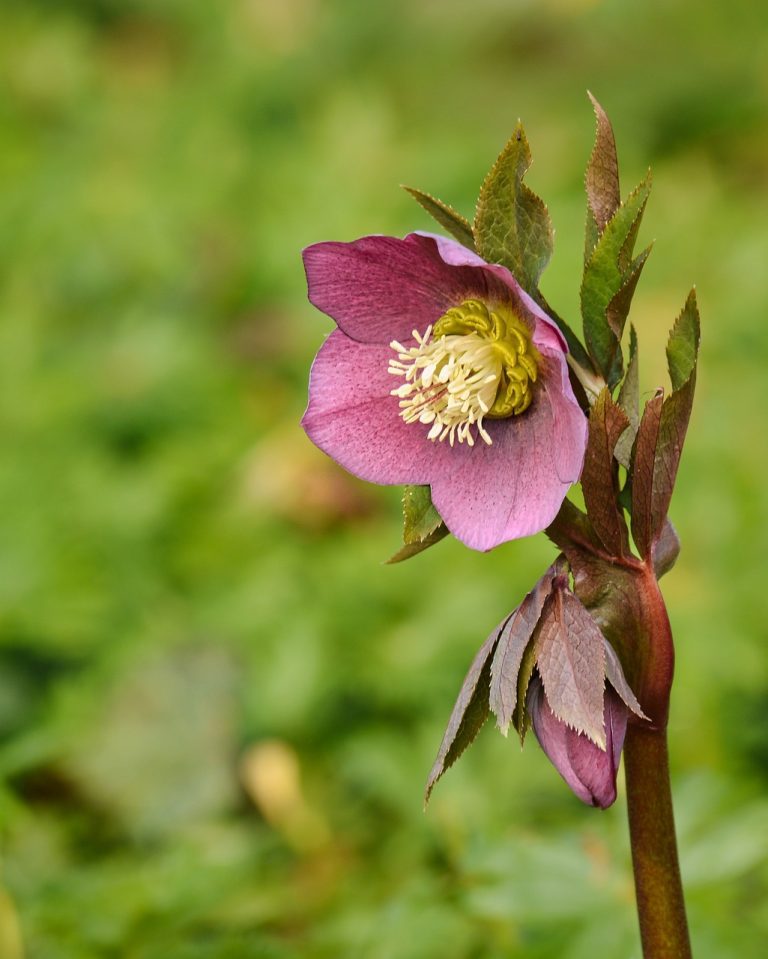 17 Early Spring Flower Perennials to Grow - Blooming Anomaly