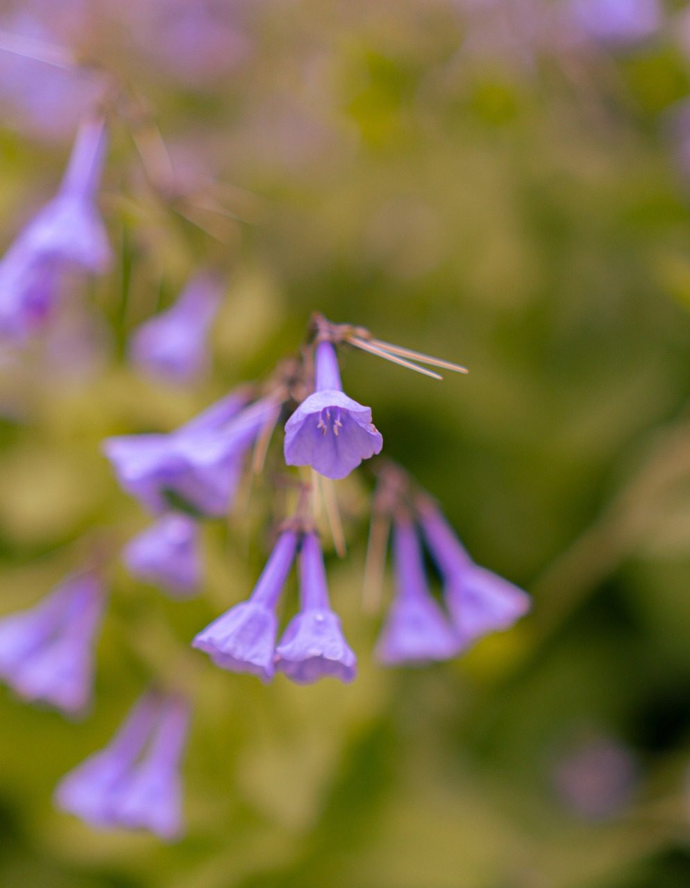 17 Early Spring Flower Perennials to Grow - Blooming Anomaly